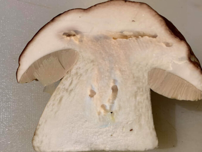 Dove si trovano gli ovuli (ovolo buono) - Cacciatoridifunghi