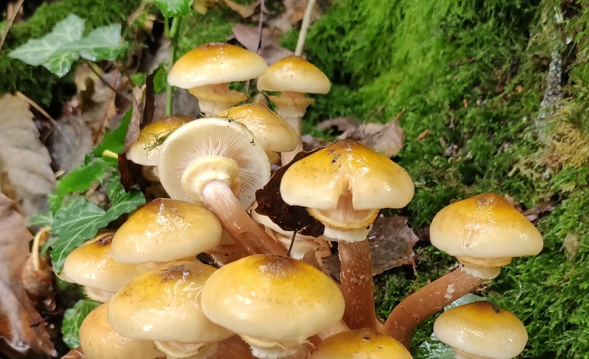 Dove si trovano i funghi chiodini? - Cacciatoridifunghi