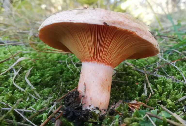 Dove si trovano i funghi rositi o Sanguinelli - Cacciatoridifunghi
