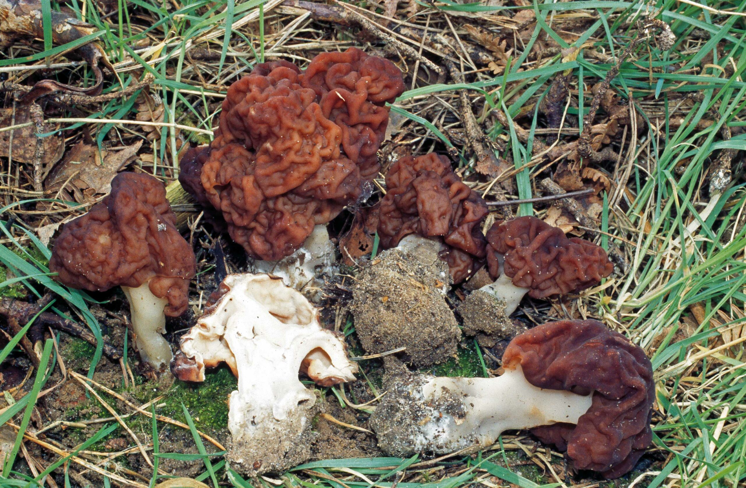 Spugnola velenosa - Gyromitra esculenta - Cacciatoridifunghi