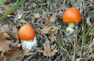 Ovuli buoni: riconoscerli e cucinarli - Cacciatoridifunghi