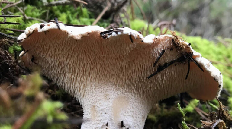 Come togliere l'amaro dai funghi? - Cacciatoridifunghi