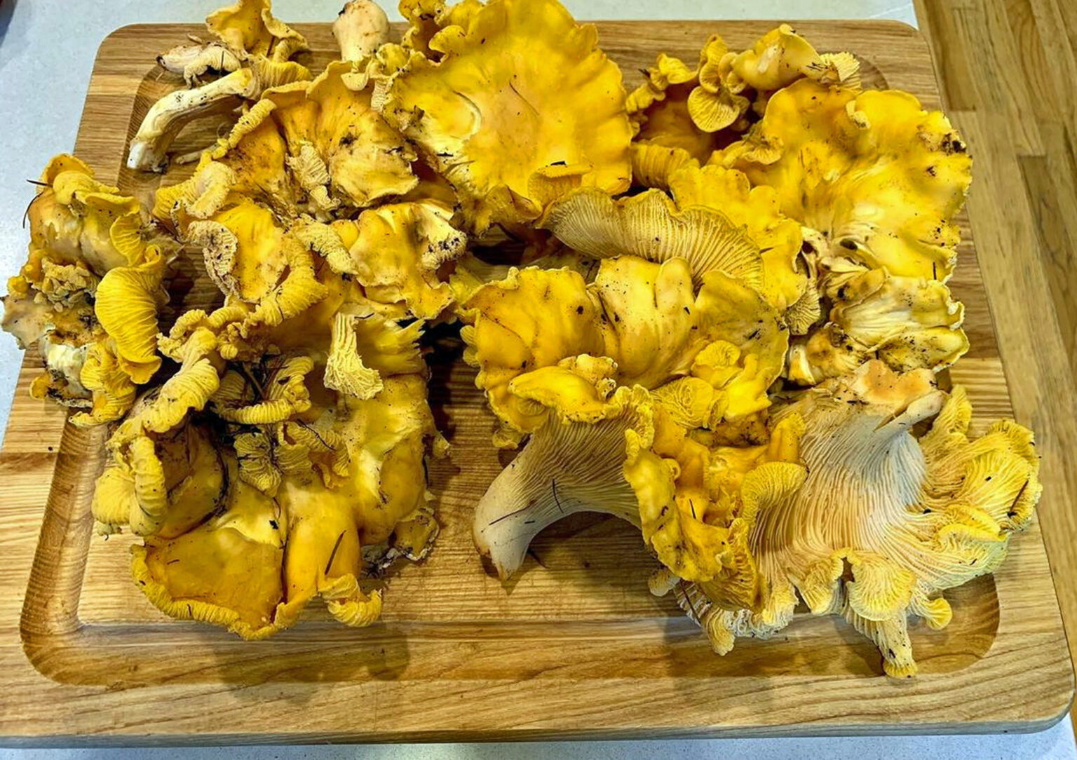 Come pulire i finferli? - Cacciatoridifunghi