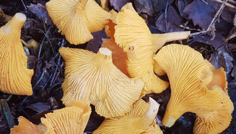 Come riconoscere i funghi galletti (finferli)? - Cacciatoridifunghi