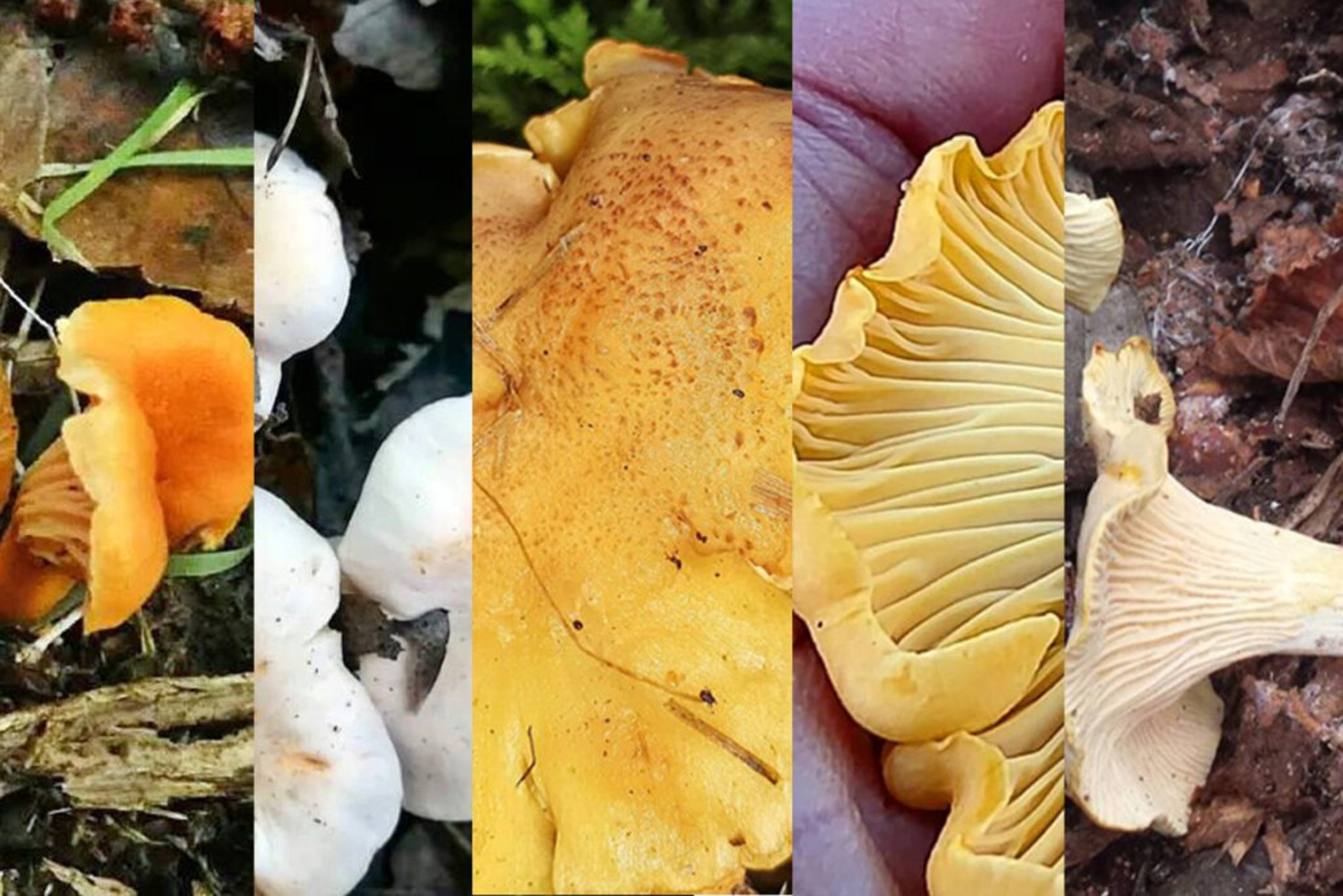 I diversi tipi di finferli - Cacciatoridifunghi