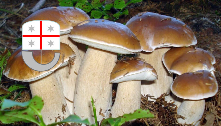 Dove trovare funghi in Liguria - Cacciatoridifunghi