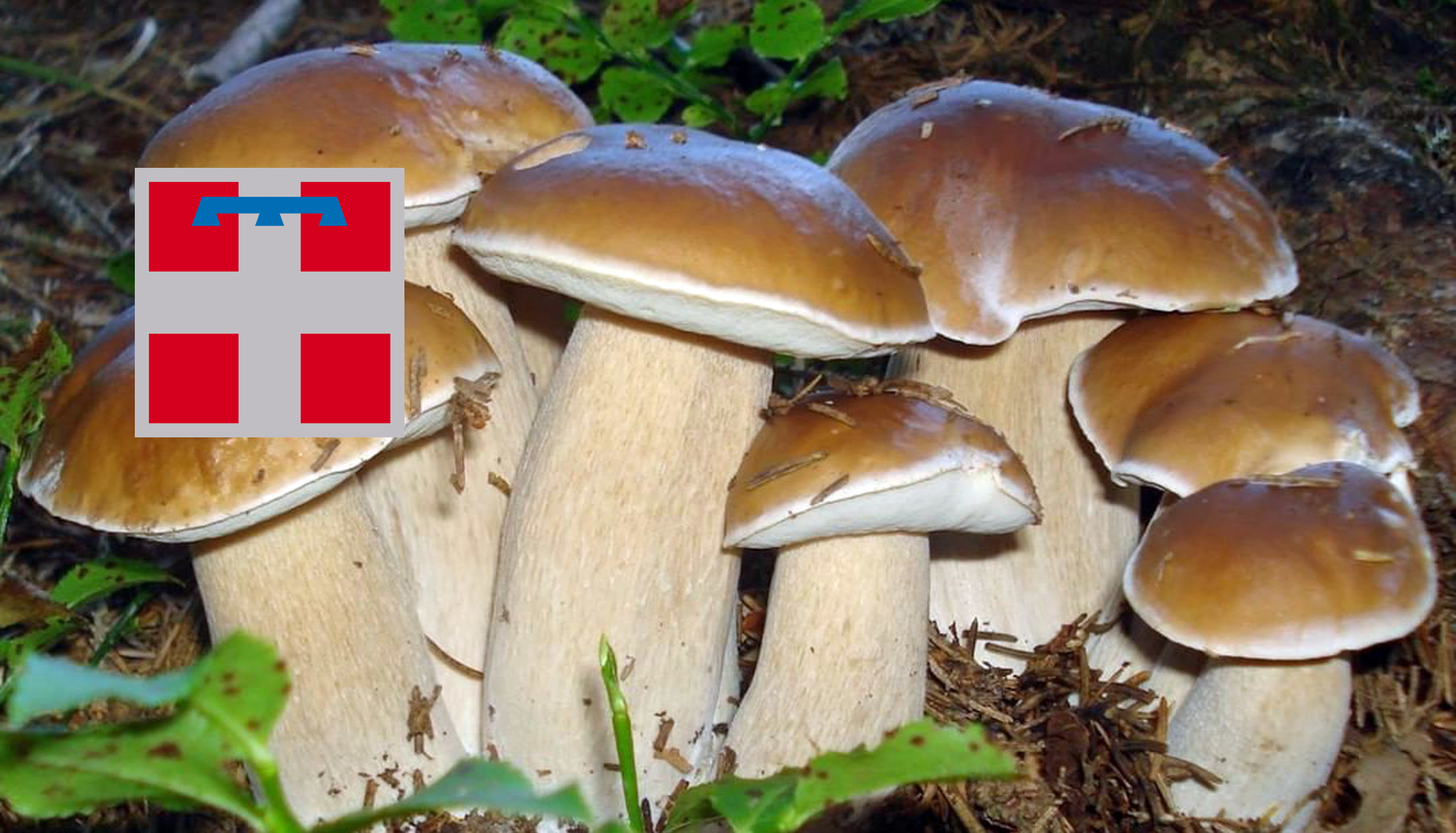 Dove trovare funghi in Piemonte - Cacciatoridifunghi