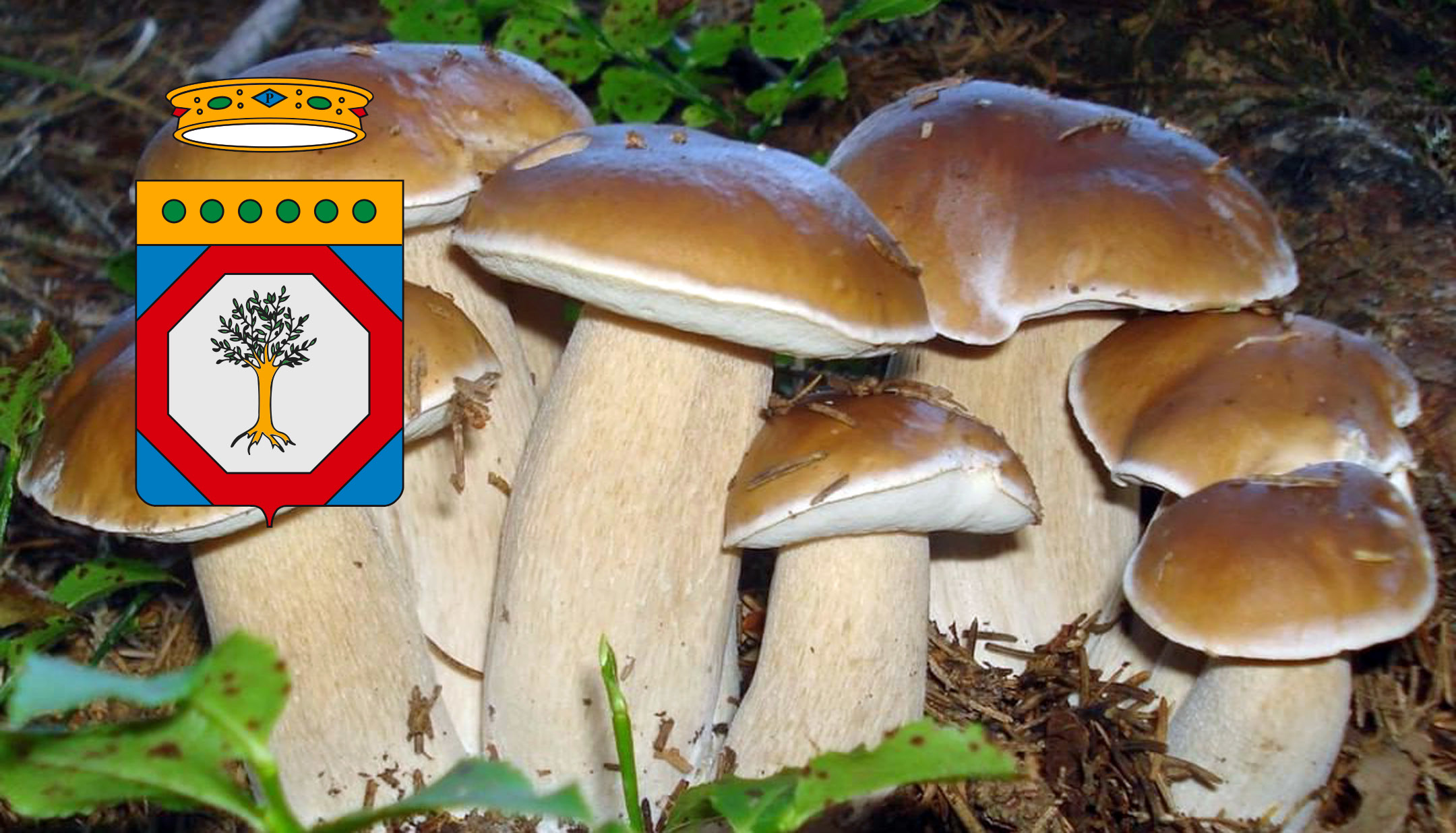 Dove trovare funghi in Puglia - Cacciatoridifunghi
