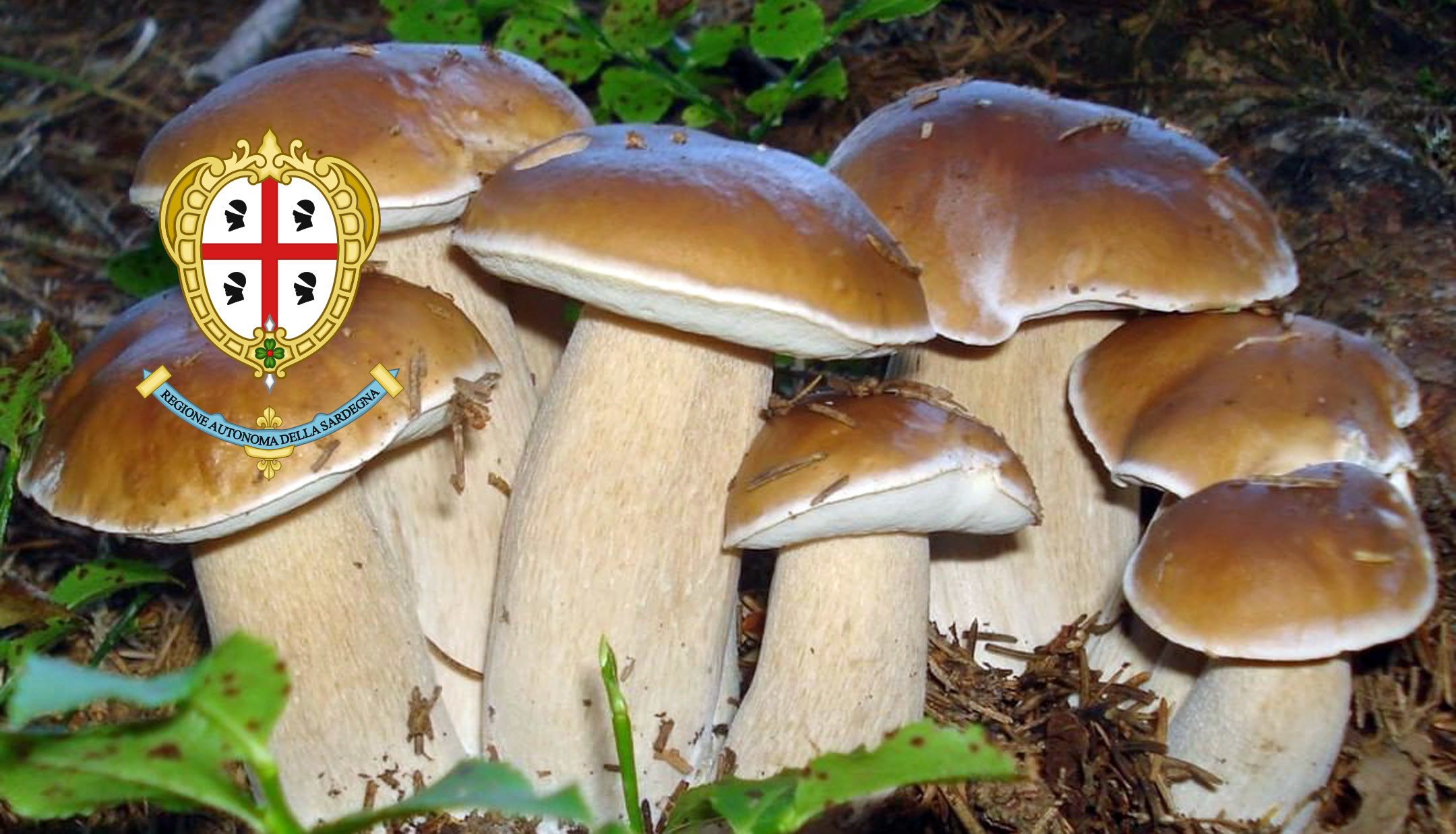 Dove trovare funghi in Sardegna - Cacciatoridifunghi