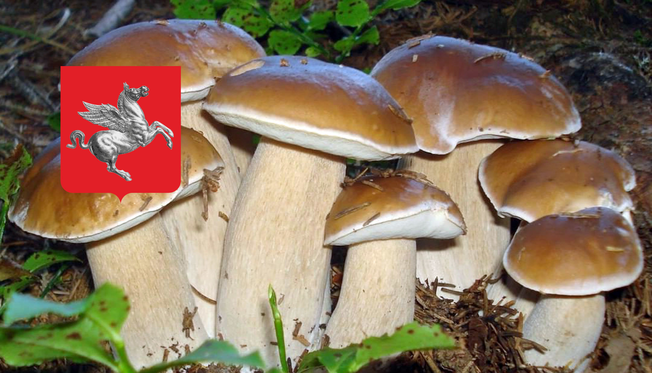 Dove trovare funghi in Toscana - Cacciatoridifunghi