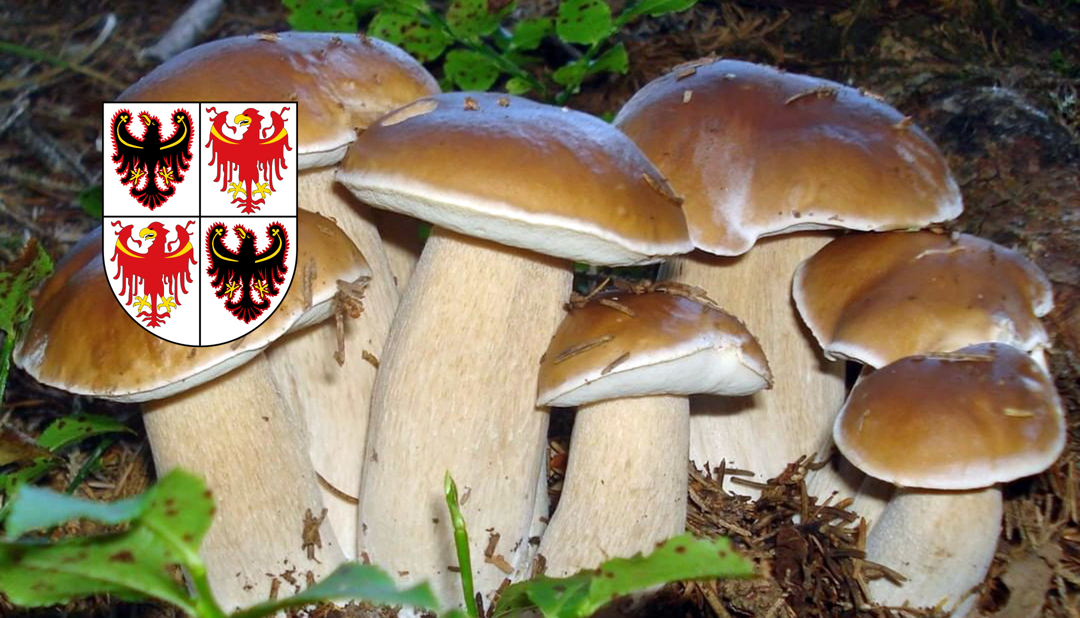 Dove trovare funghi in Trentino-Alto Adige - Cacciatoridifunghi