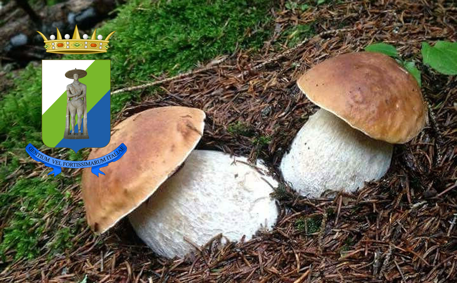Dove trovare funghi porcini in Abruzzo? - Cacciatoridifunghi