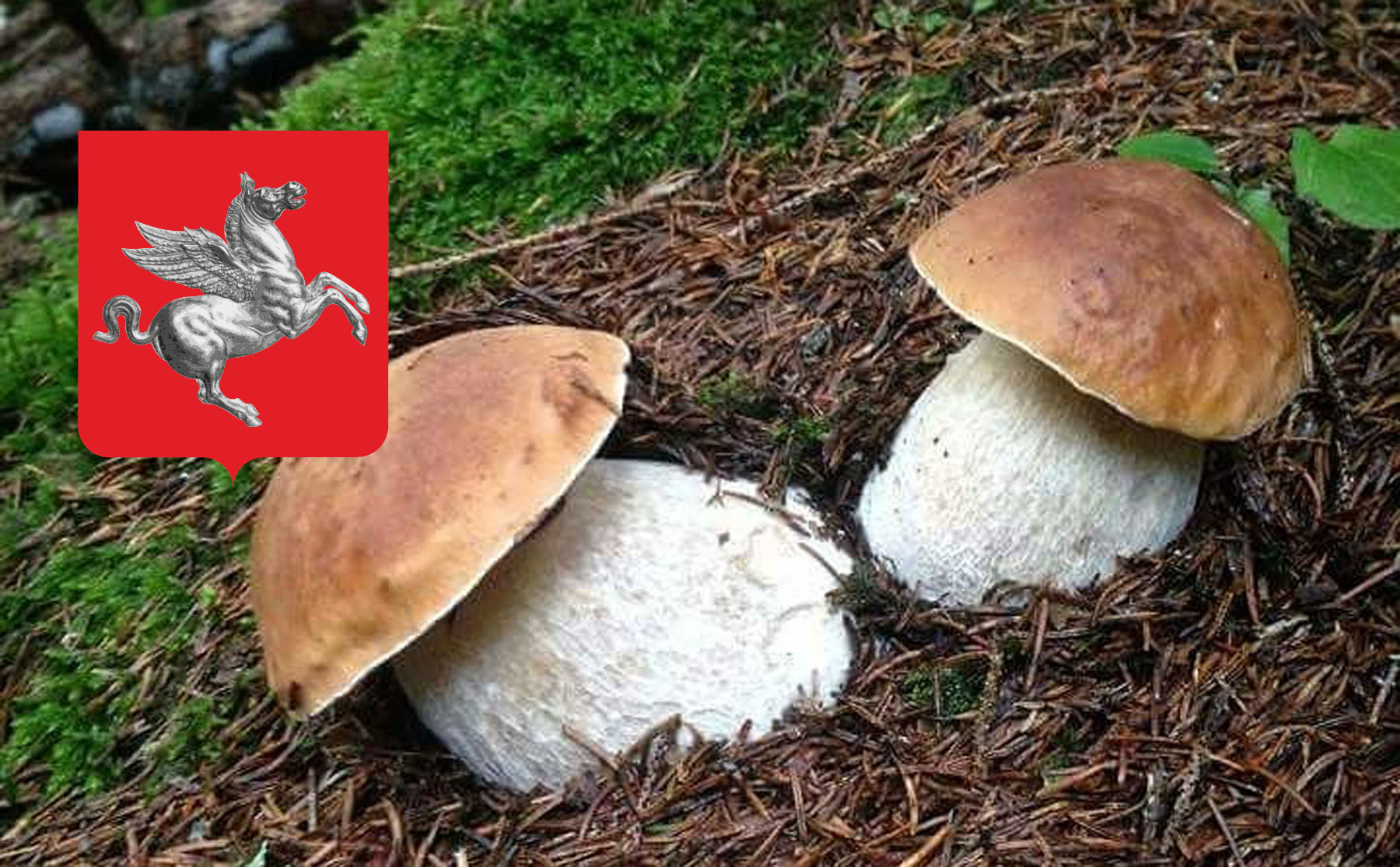 Dove trovare funghi porcini in Toscana? - Cacciatoridifunghi