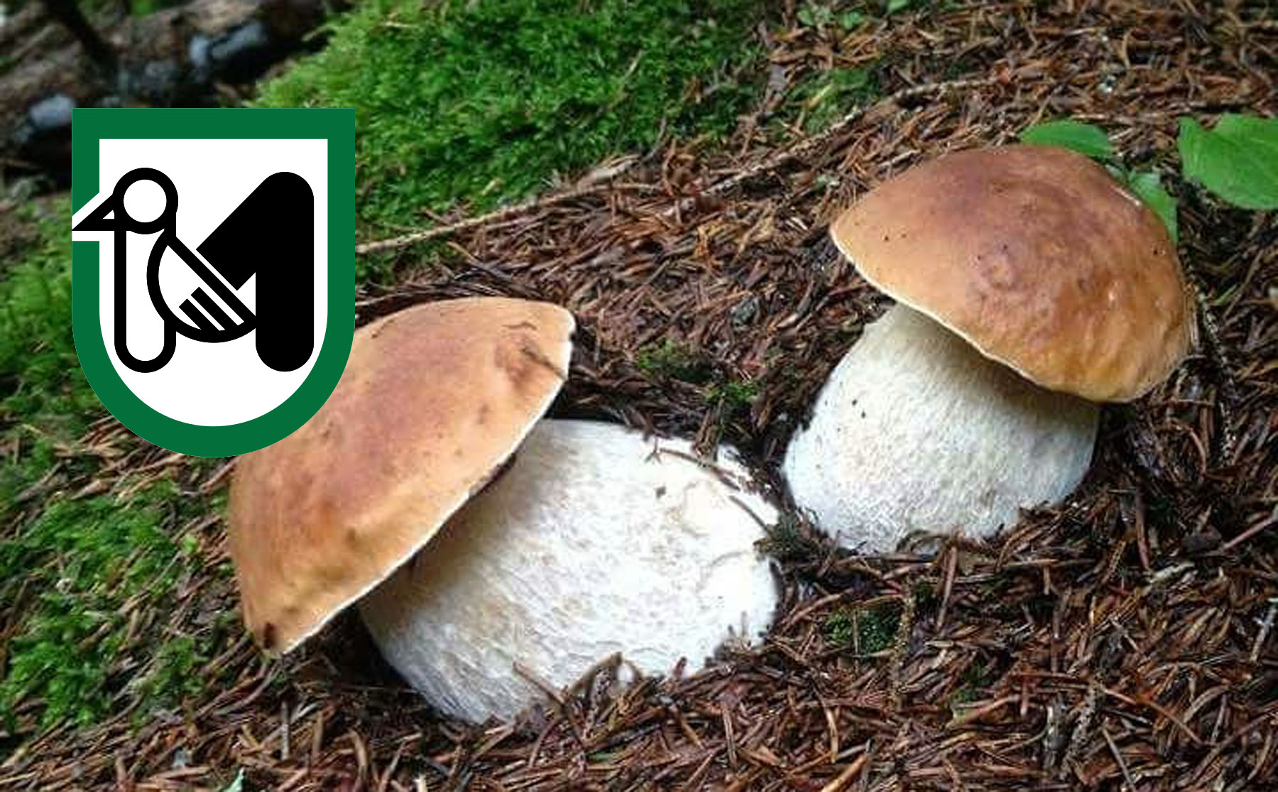 Dove Trovare Funghi Porcini Nelle Marche Cacciatoridifunghi