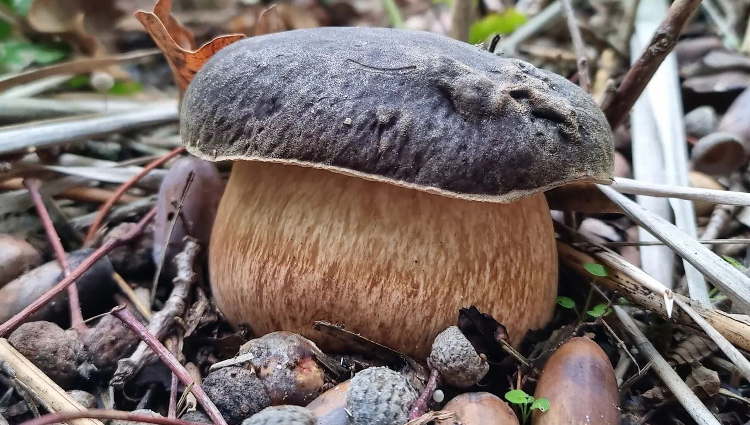 Dove trovare il porcino nero (B. aereus) - Cacciatoridifunghi