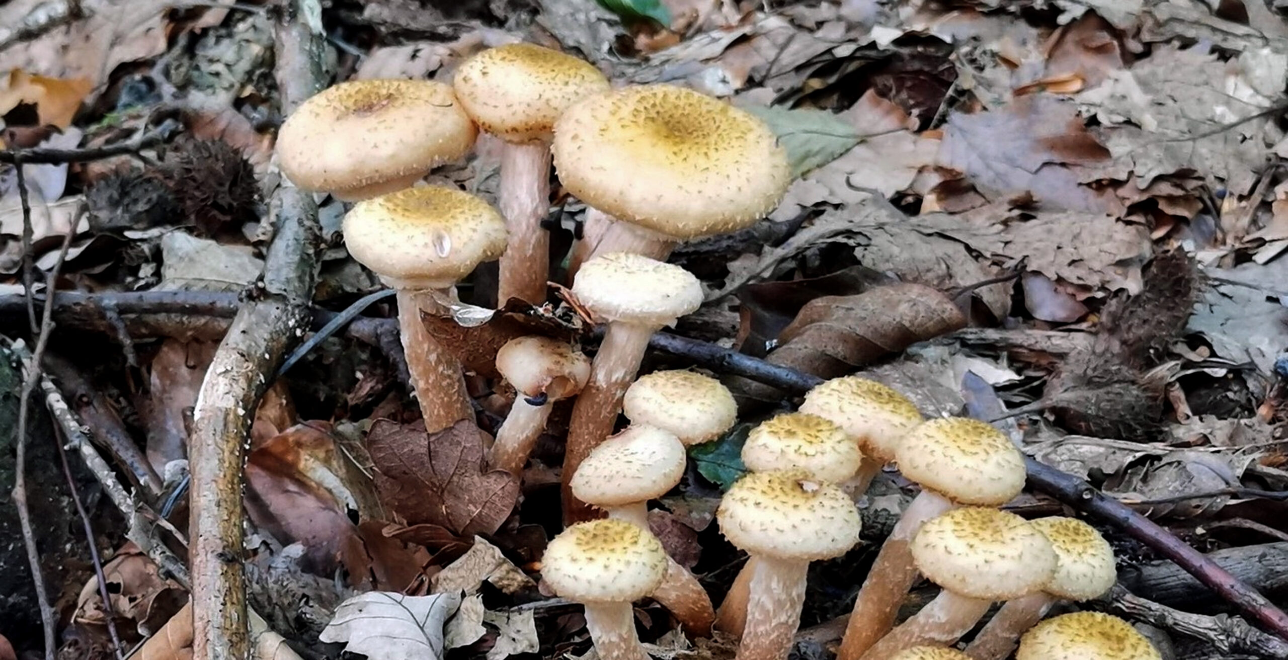 Funghi chiodini - Periodo: Quando si trovano? - Cacciatoridifunghi