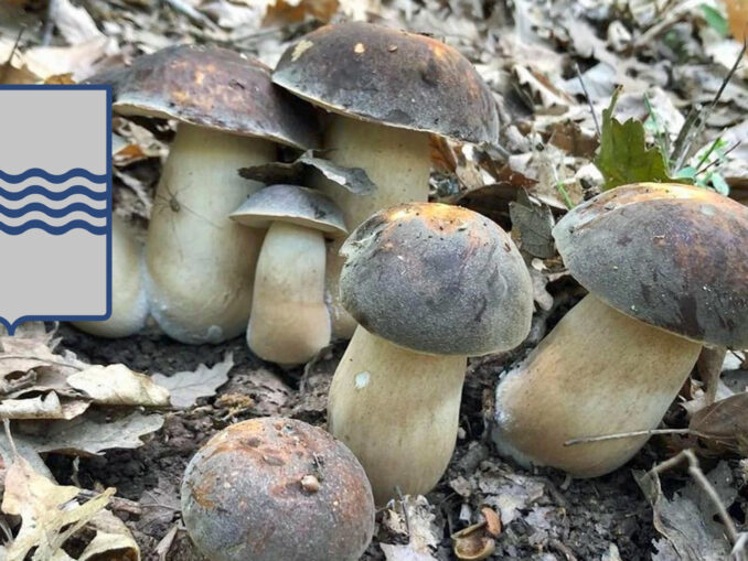 Raccolta funghi - Cacciatoridifunghi