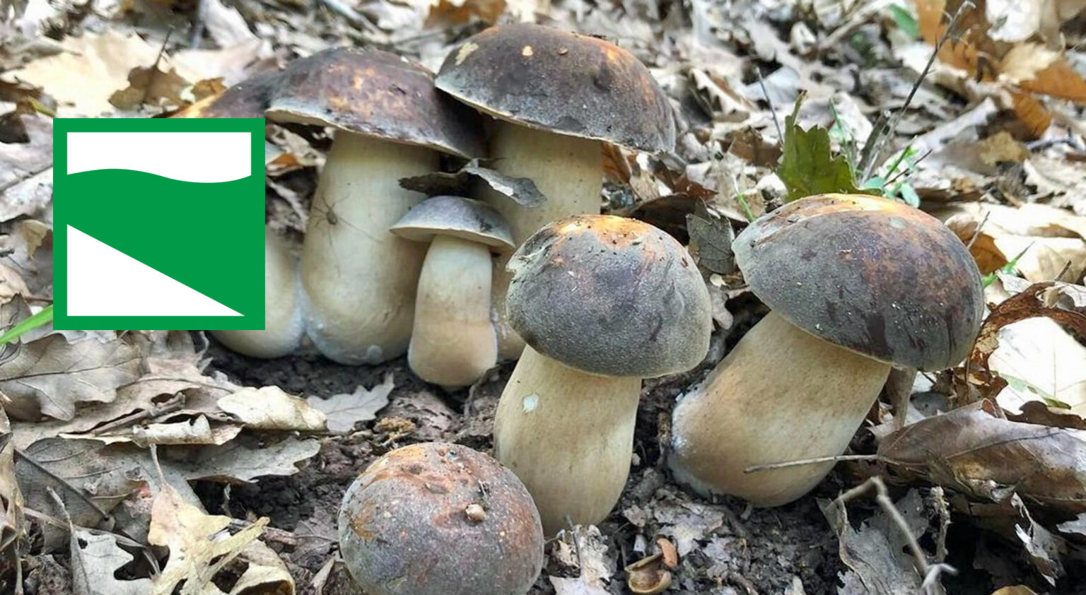 Raccolta funghi Emilia-Romagna - Cacciatoridifunghi