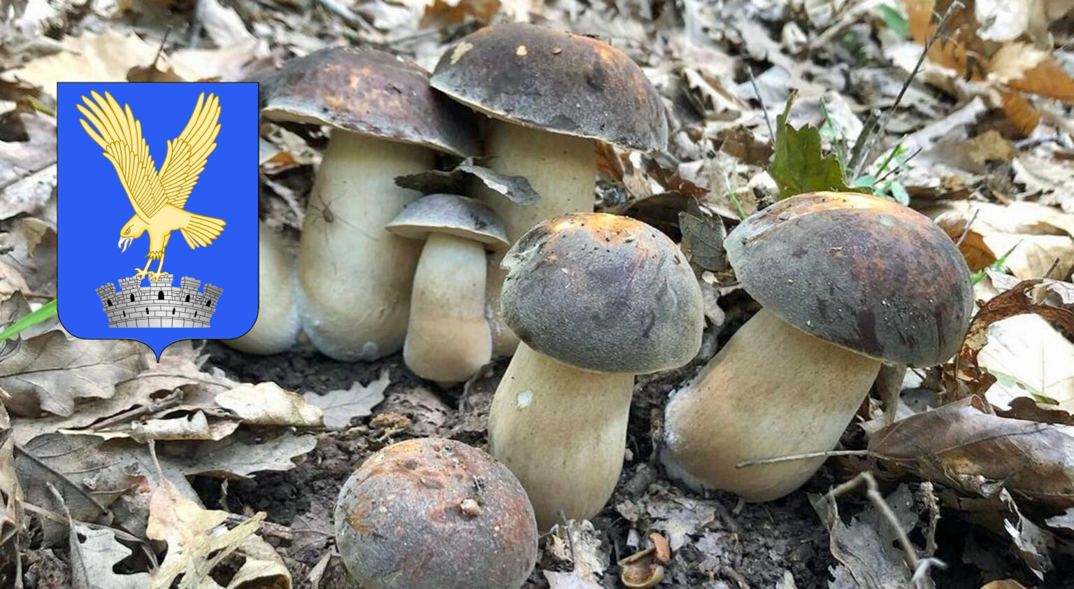 Raccolta funghi Friuli Venezia Giulia - Cacciatoridifunghi