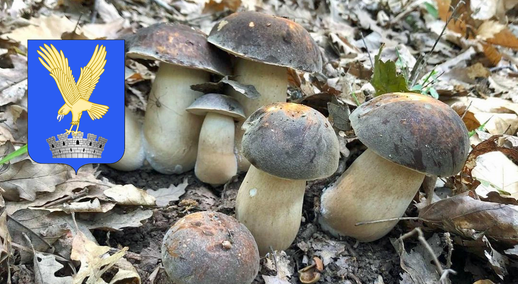 Raccolta funghi Friuli Venezia Giulia - Cacciatoridifunghi