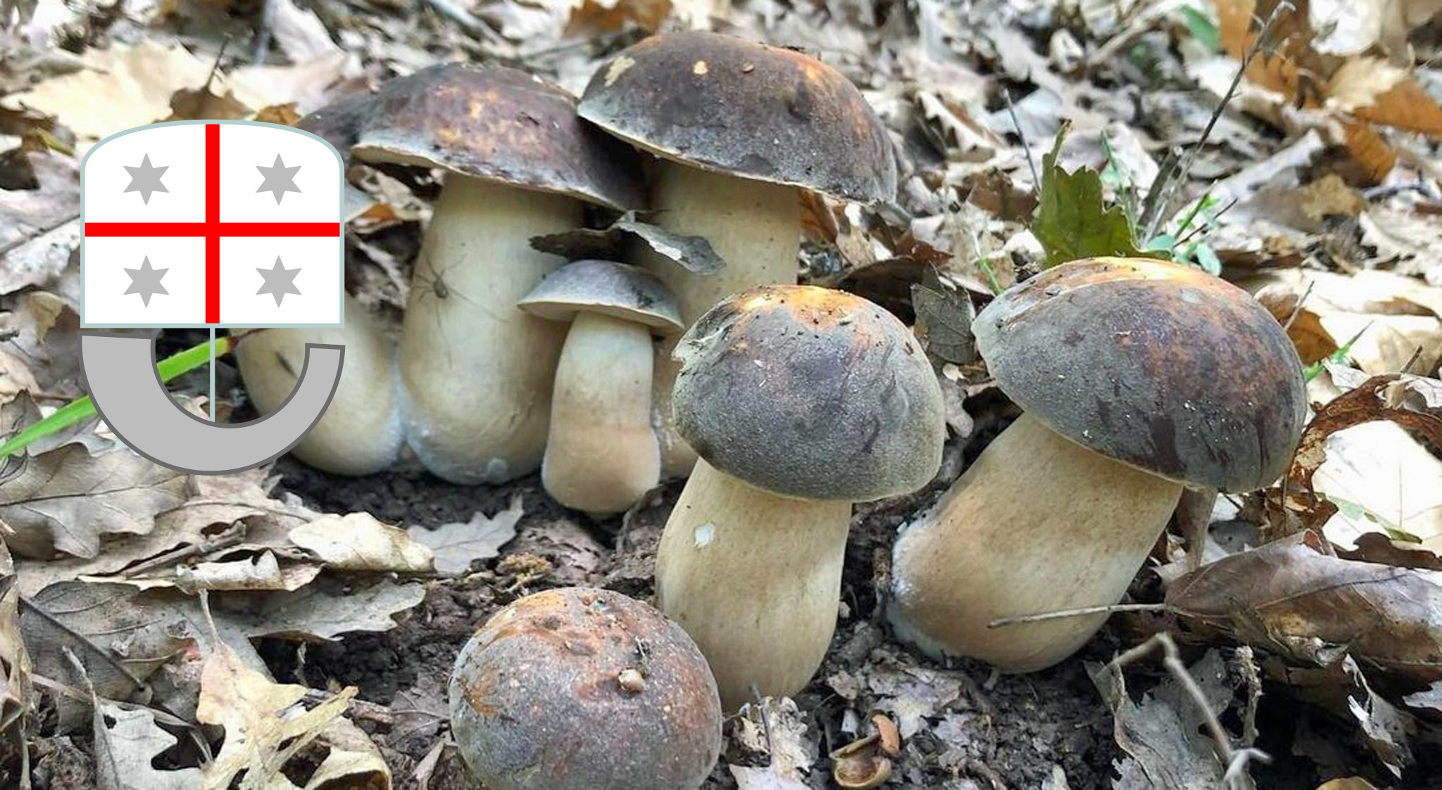 Raccolta funghi Liguria - Cacciatoridifunghi