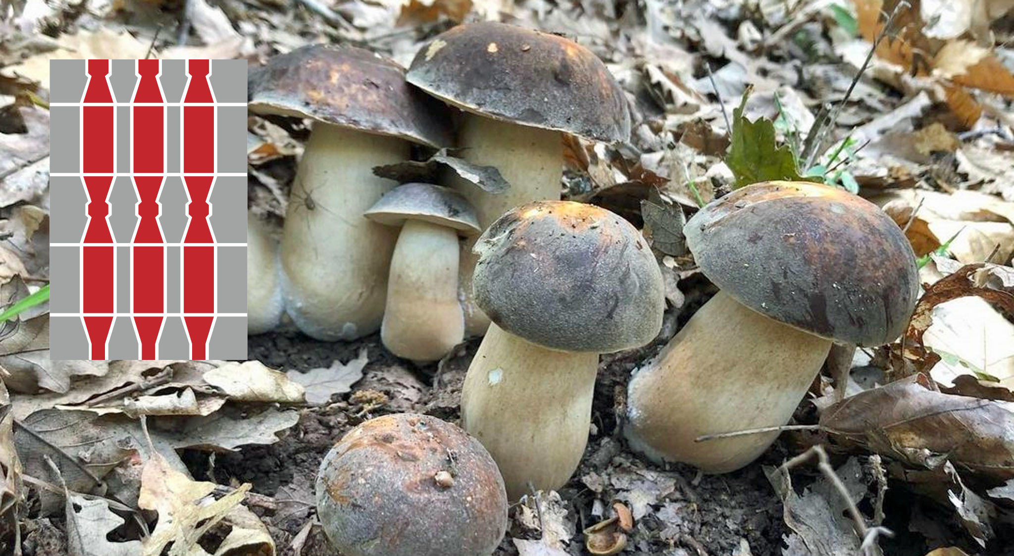Raccolta Funghi Umbria Cacciatoridifunghi