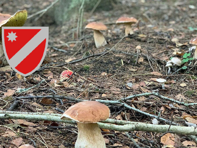 Come riconoscere i funghi commestibili? - Cacciatoridifunghi